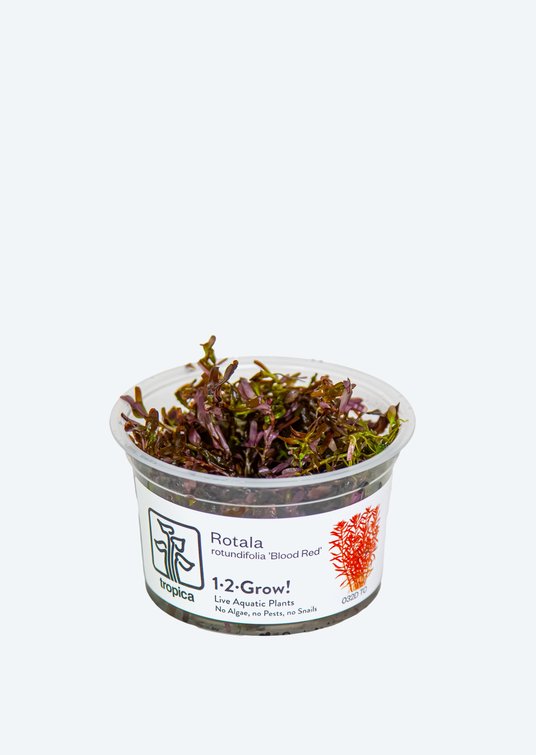 1-2-Grow! Rotala r. 'Blood Red'