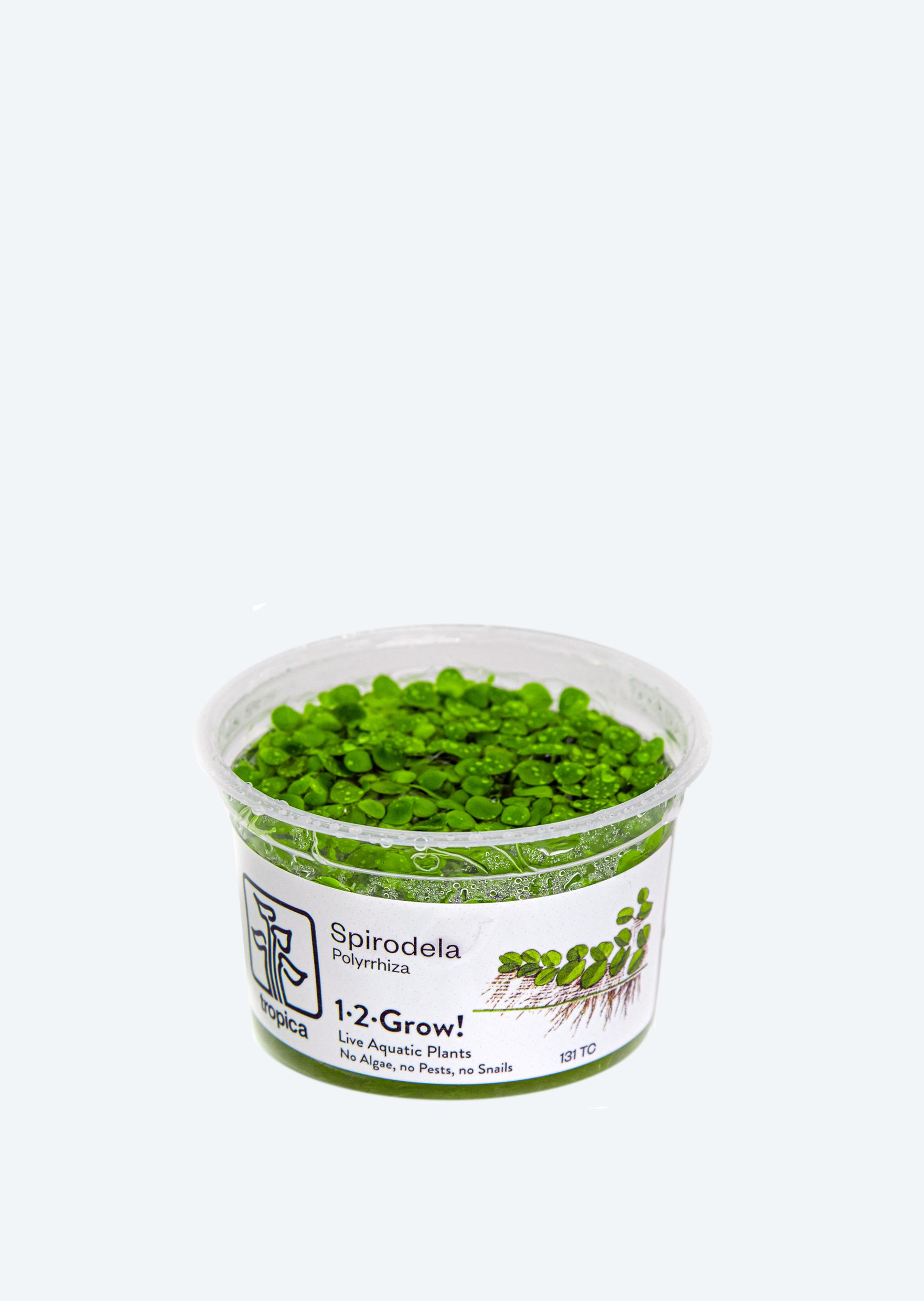 1-2-Grow! Spirodela polyrrhiza