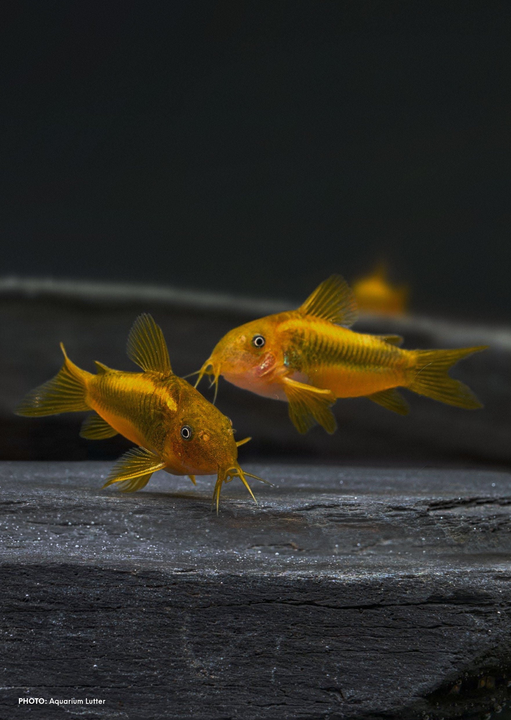 Corydoras Gold Laser | Live Tropical Fish UAE | Discus.ae